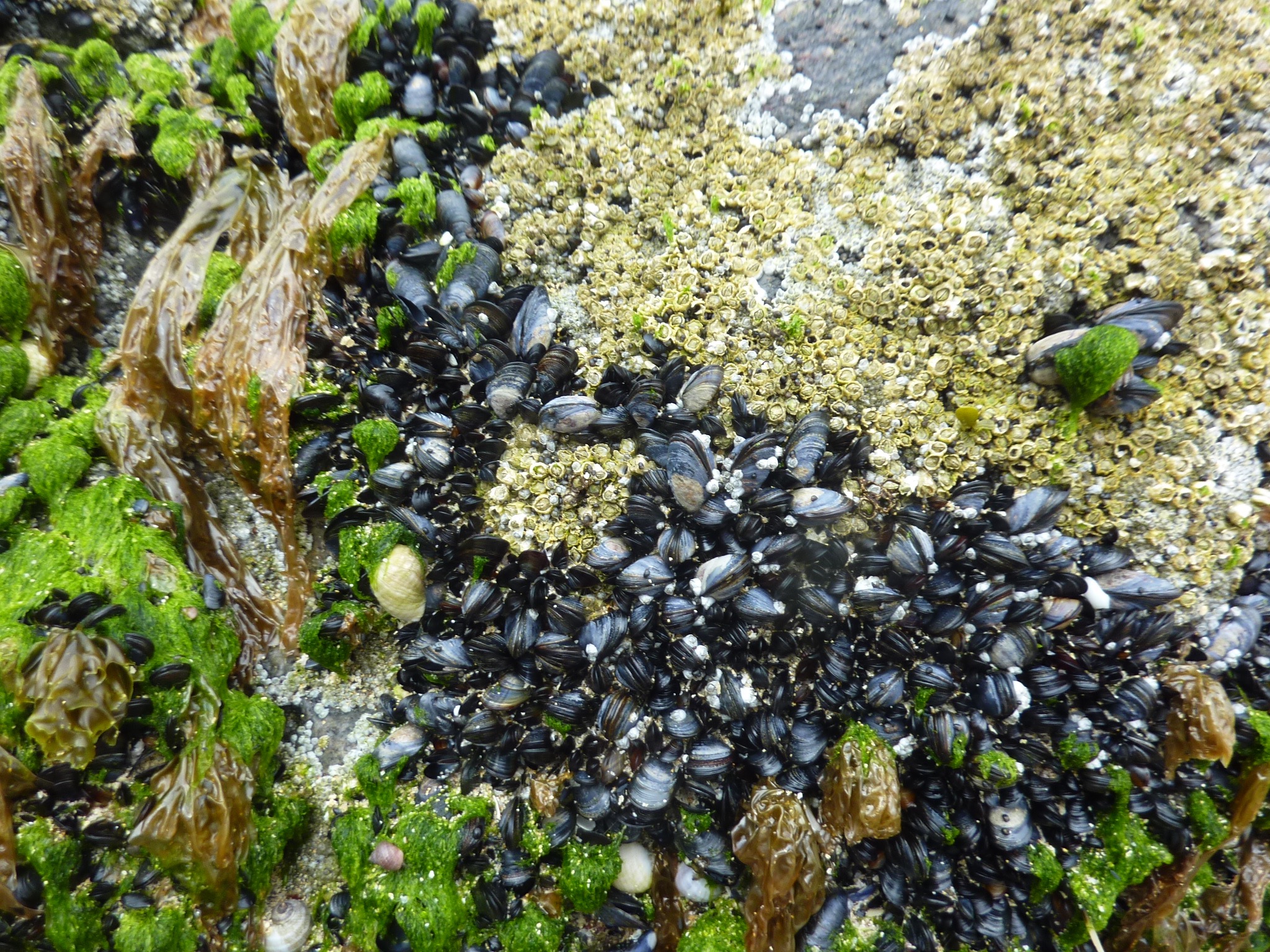 Summer: she sees sea gardens on the seashore - Inner Wild